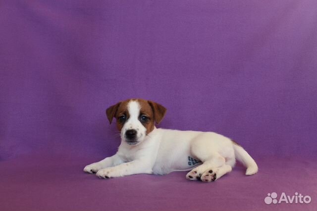 Джек рассел терьер