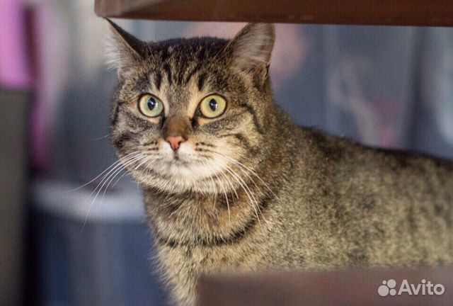 Куся-отличная мышеловка и просто домашняя кошечка)