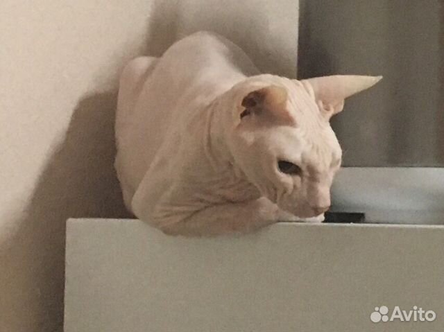Отдам в добрые руки