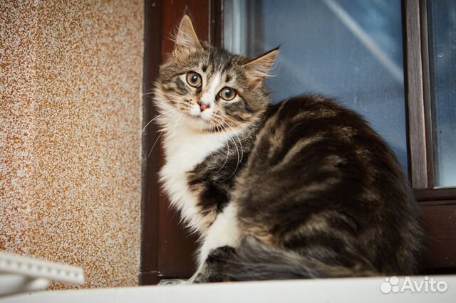 Котёнок девочка- 4,5 мес. -5 мес. На фото крупнее