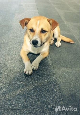 Лаки очень нужен дом