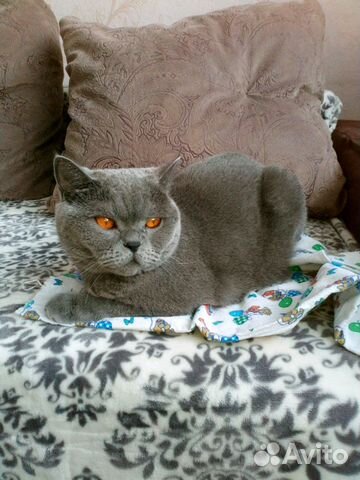 Кошка британка