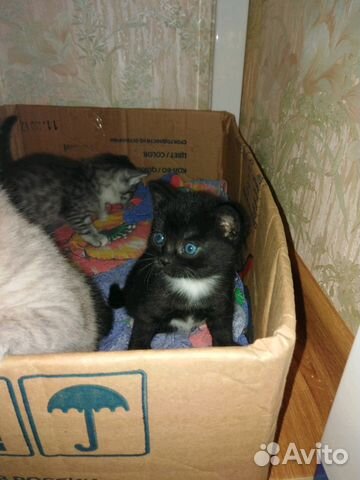 Кошечки в добрые руки