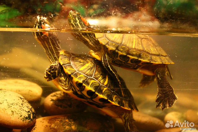 Красноухие черепахи (пара) в добрые руки