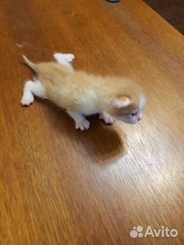 Самые симпатичные котята