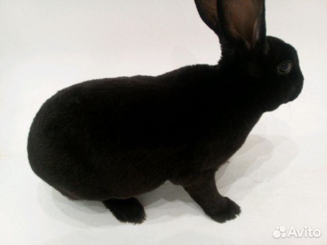 Рекс взрослая самка