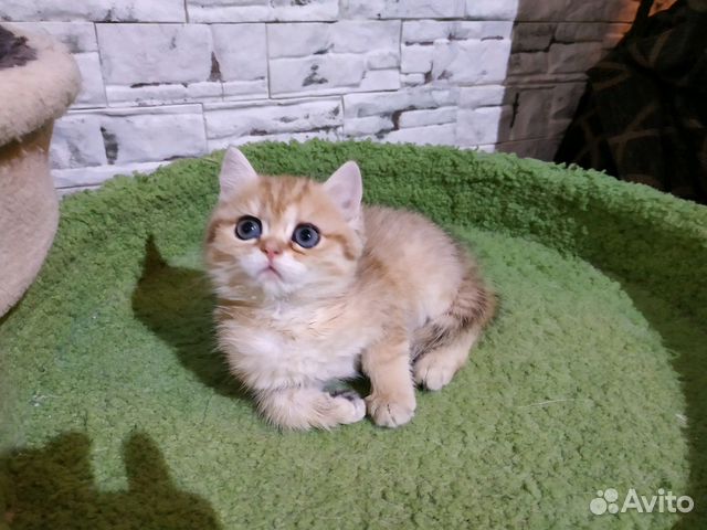 Кошка британская золотая