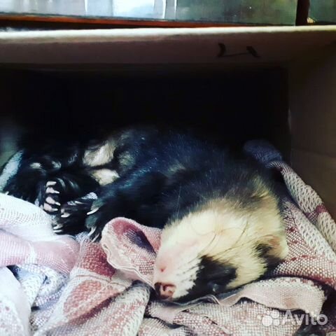 Семья хорьков