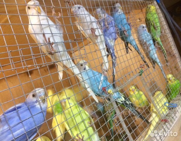 Волнистый попугай+Клетка+Корм с доставкой на дом