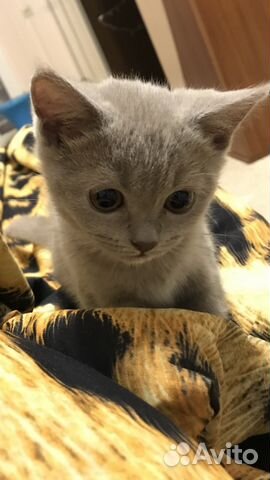 Британский котенок девочка Фавн