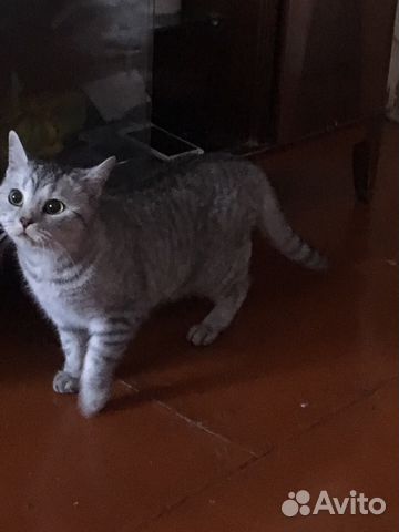 Британская кошечка
