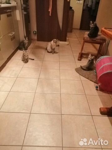 Кошки, которые сделают вас лучше