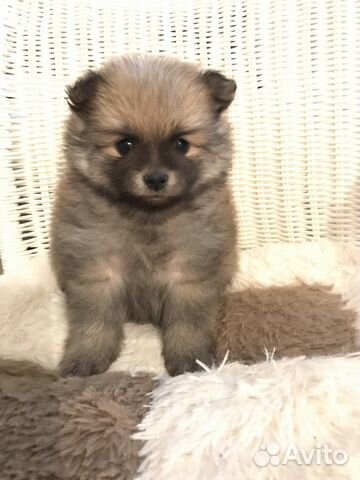 Продается померанский шпиц
