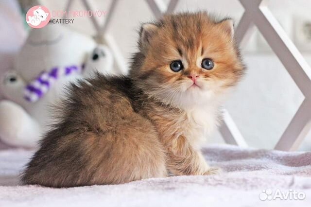 Удивительный кот Пупс