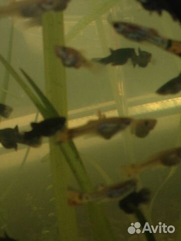 10 рыбок + 2 вида растений в подарок