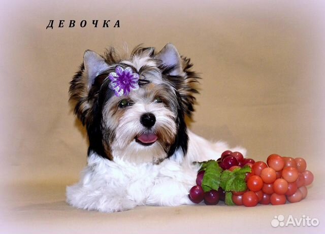 Питомник Биверята