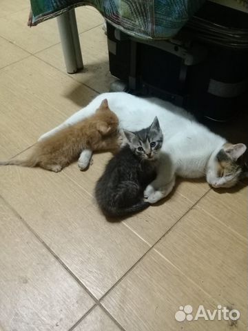 Котята ищут домик