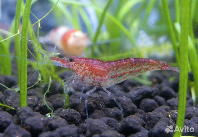 Креветки черри/ вишни