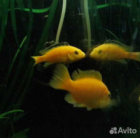 Цихлиды желтые Взрослые