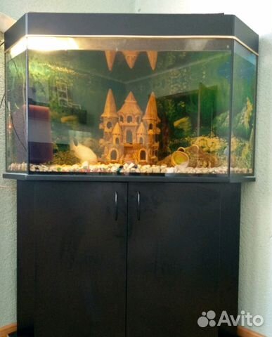 Аквариум + рыбы