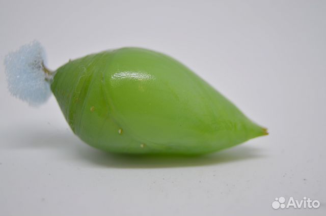 Продам куколок бабочки - Morpho peleides