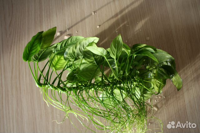 Анубиас Бартера