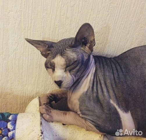 Канадский сфинкс 2 года