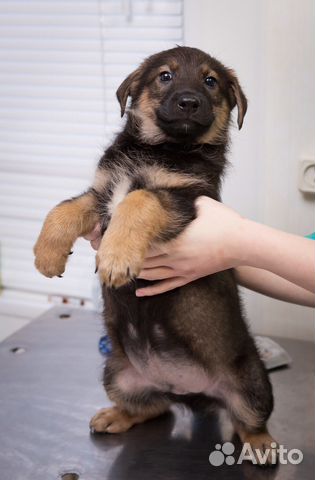 Щенки в добрые руки