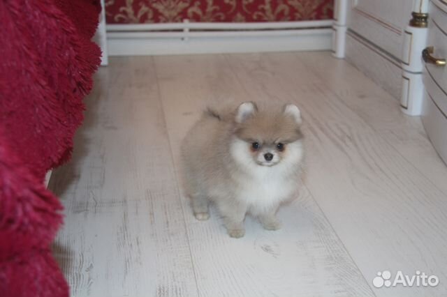 Симпотяжка - девочка Лилу