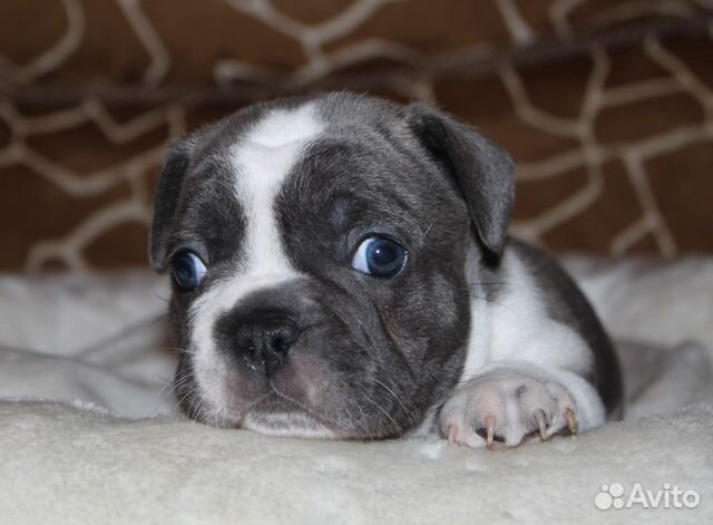 Мальчик бело голубой