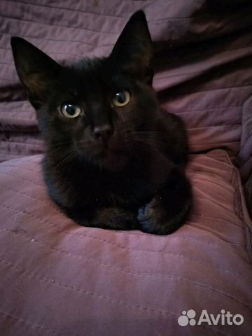 Котенок мальчик 3мес