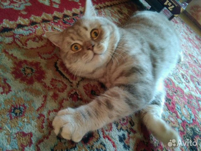 Котик в добрейшие руки