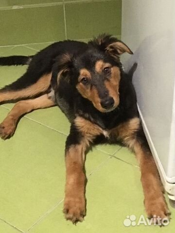 Щенок Мальчик