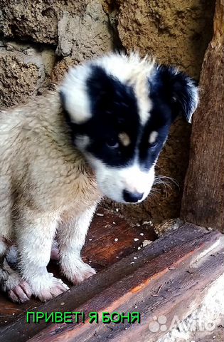 Отдам в добрые руки