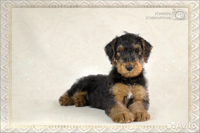 Щенки эрдельтерьера