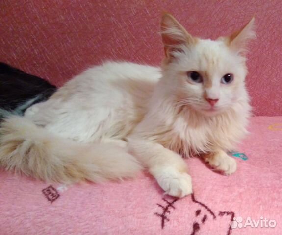 Котик Антошка ищет семью