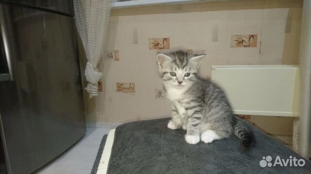 Отдам в добрые руки