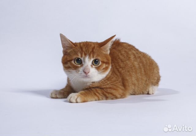 Котенок в добрые руки - очаровательный Шрек