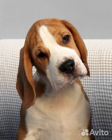 Щенок бигля (РКФ) - трехцветный мальчик