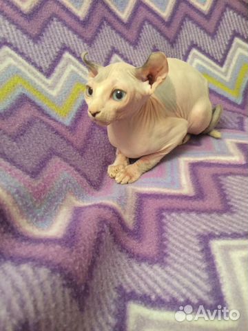 Канадский сфинкс эльф