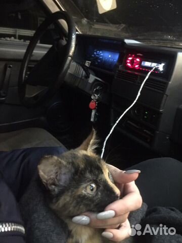 Котёнок Вива