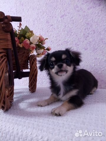 Чудесные детки чихуахуа