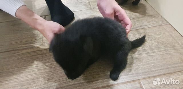 Щенки лабрадора