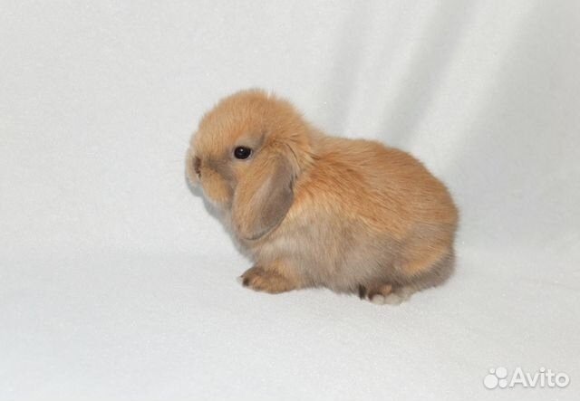 Карликовый кролик - Mini-lop - Окрас тюрингенский