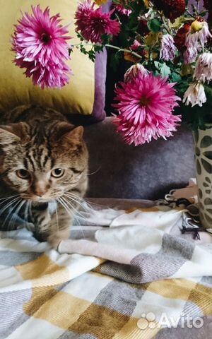 Вязка кот ищет кошечку