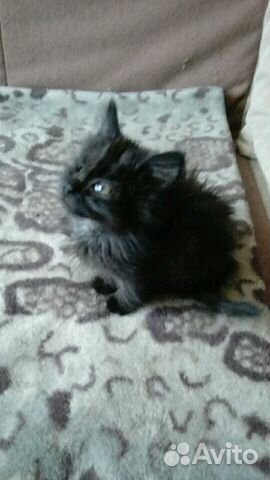 Котенок в добрые руки