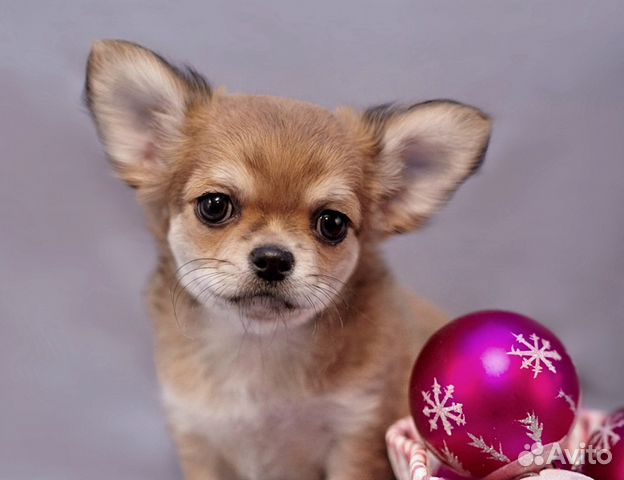 Рыжее счастье для вас