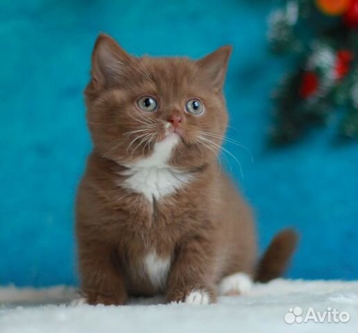 Нарядные британские девочки Циннамон с белым