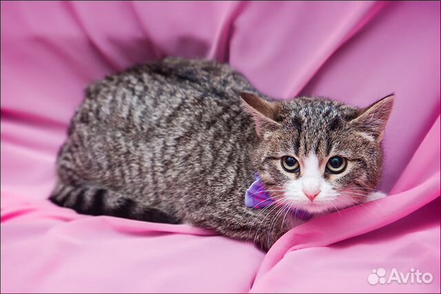 Котёнок Забава в добрые руки