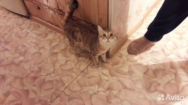 Случка Кота